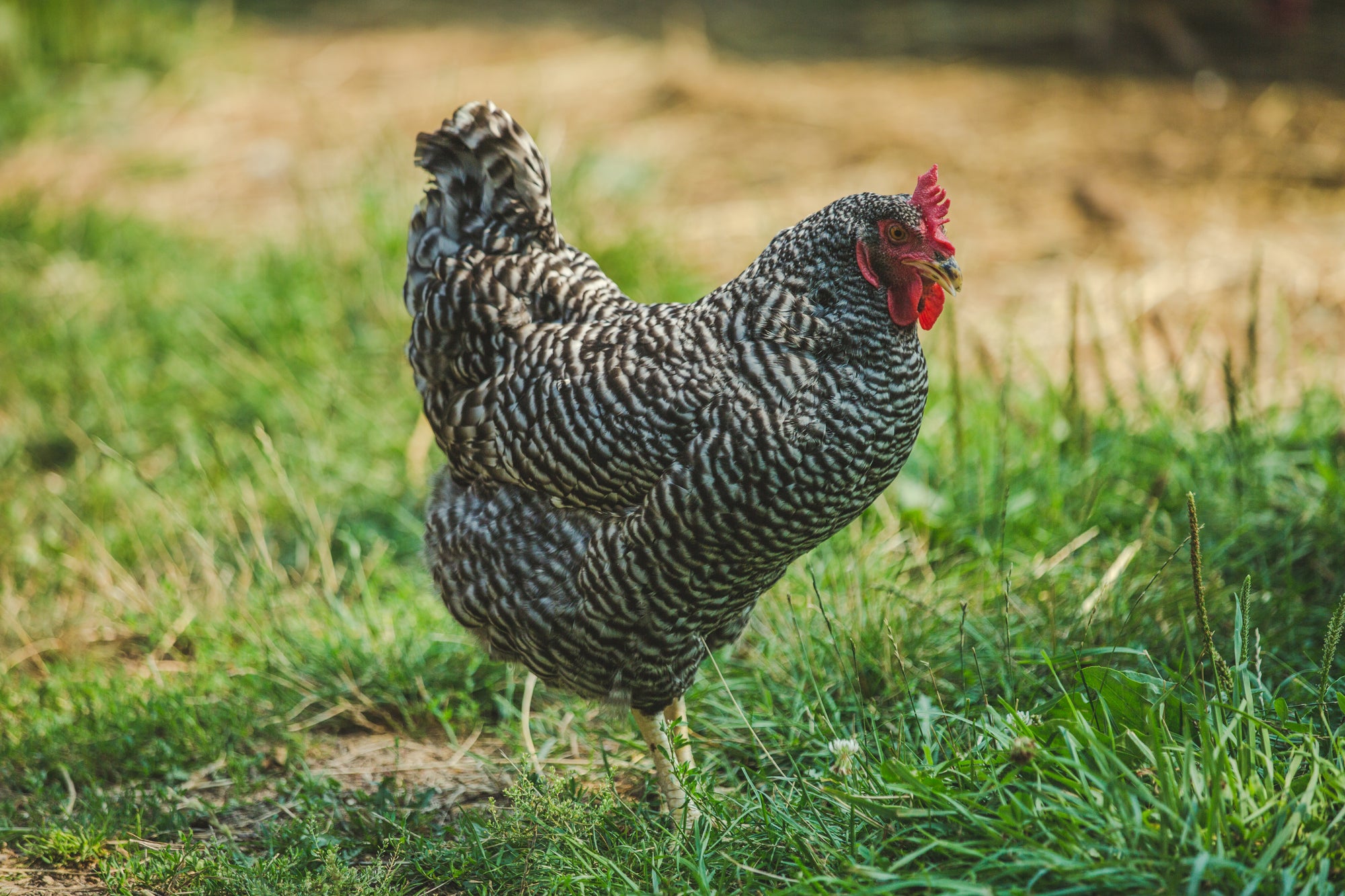 Carnivore Meat Shop - Alberta's Premium Quality Meats – Carnivore's ...